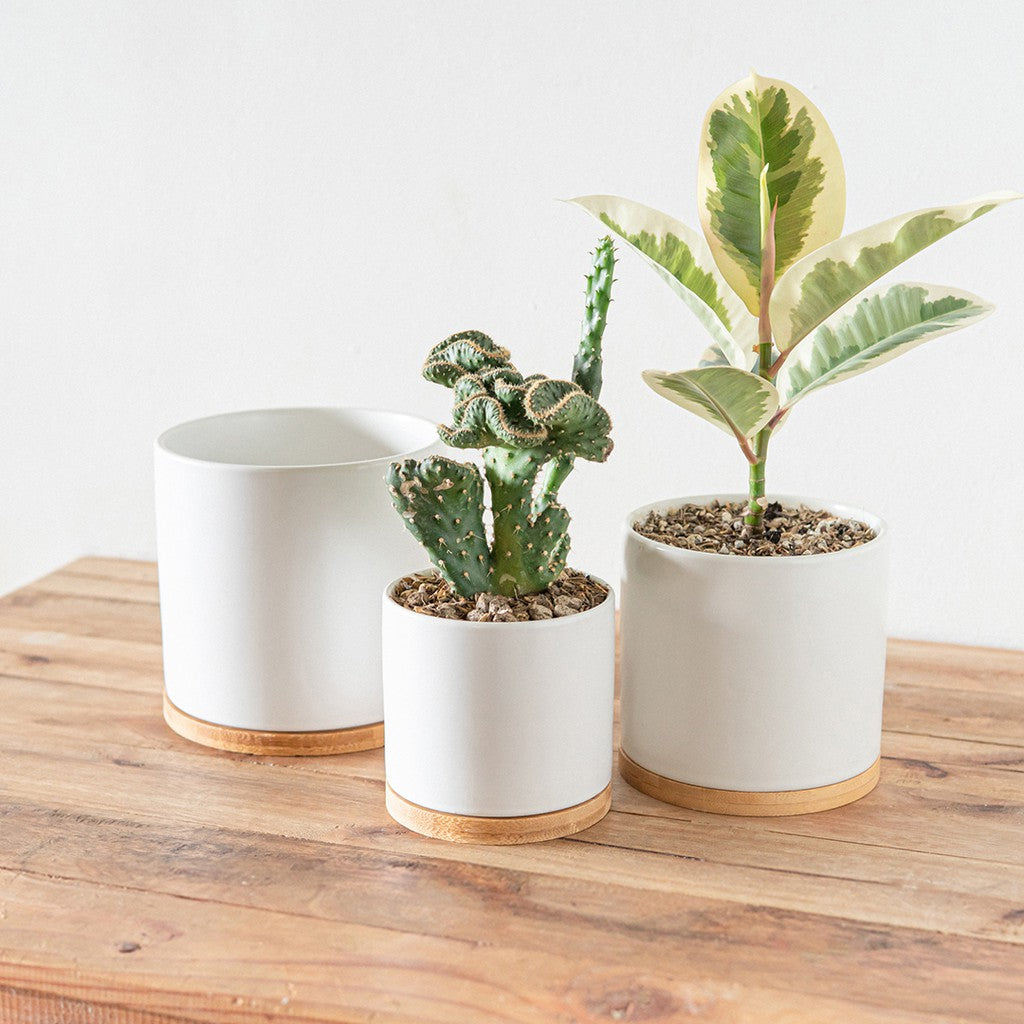Nordic White Ceramic Pots – The Wild Flora
