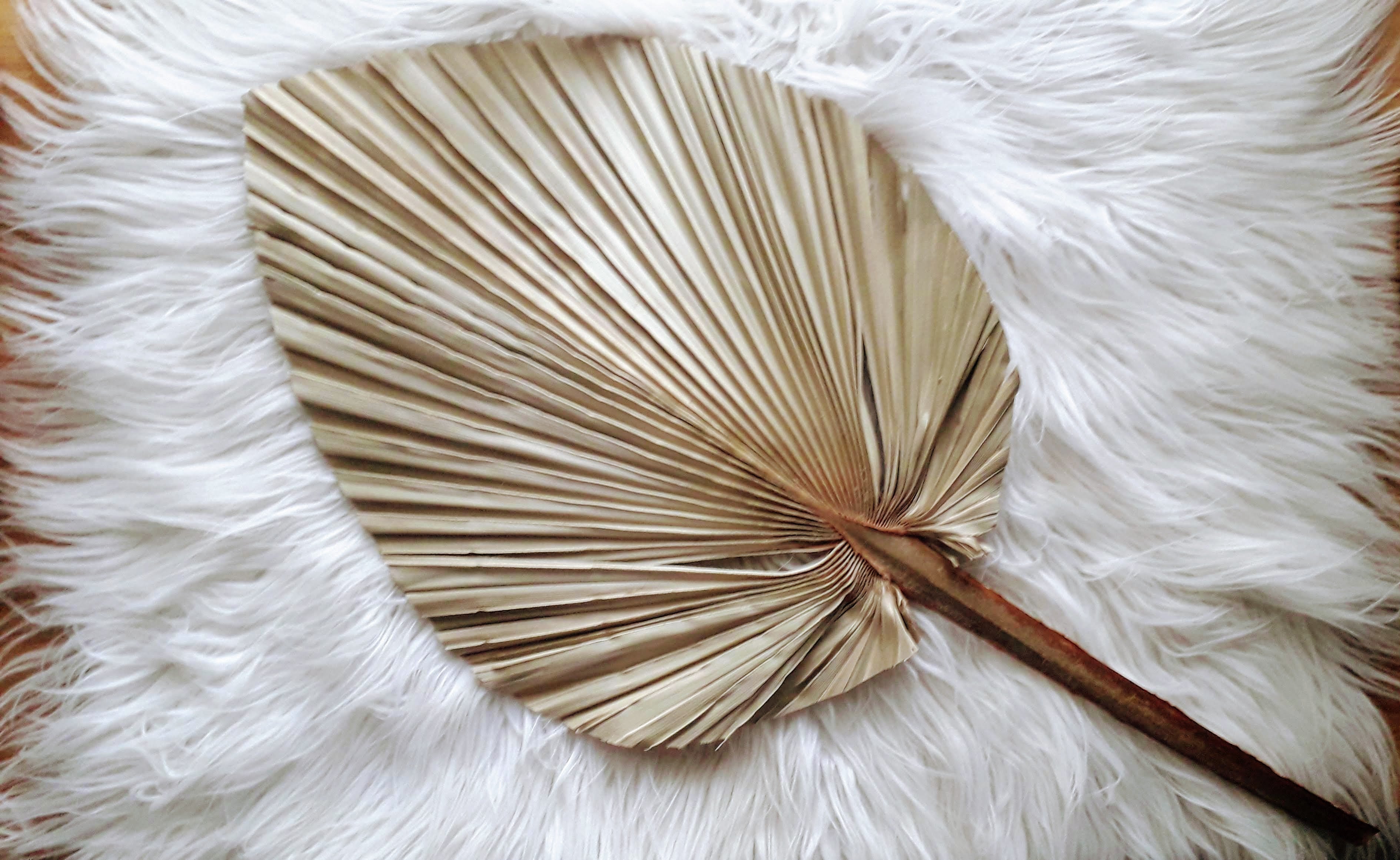 Palm Spear – The Wild Flora