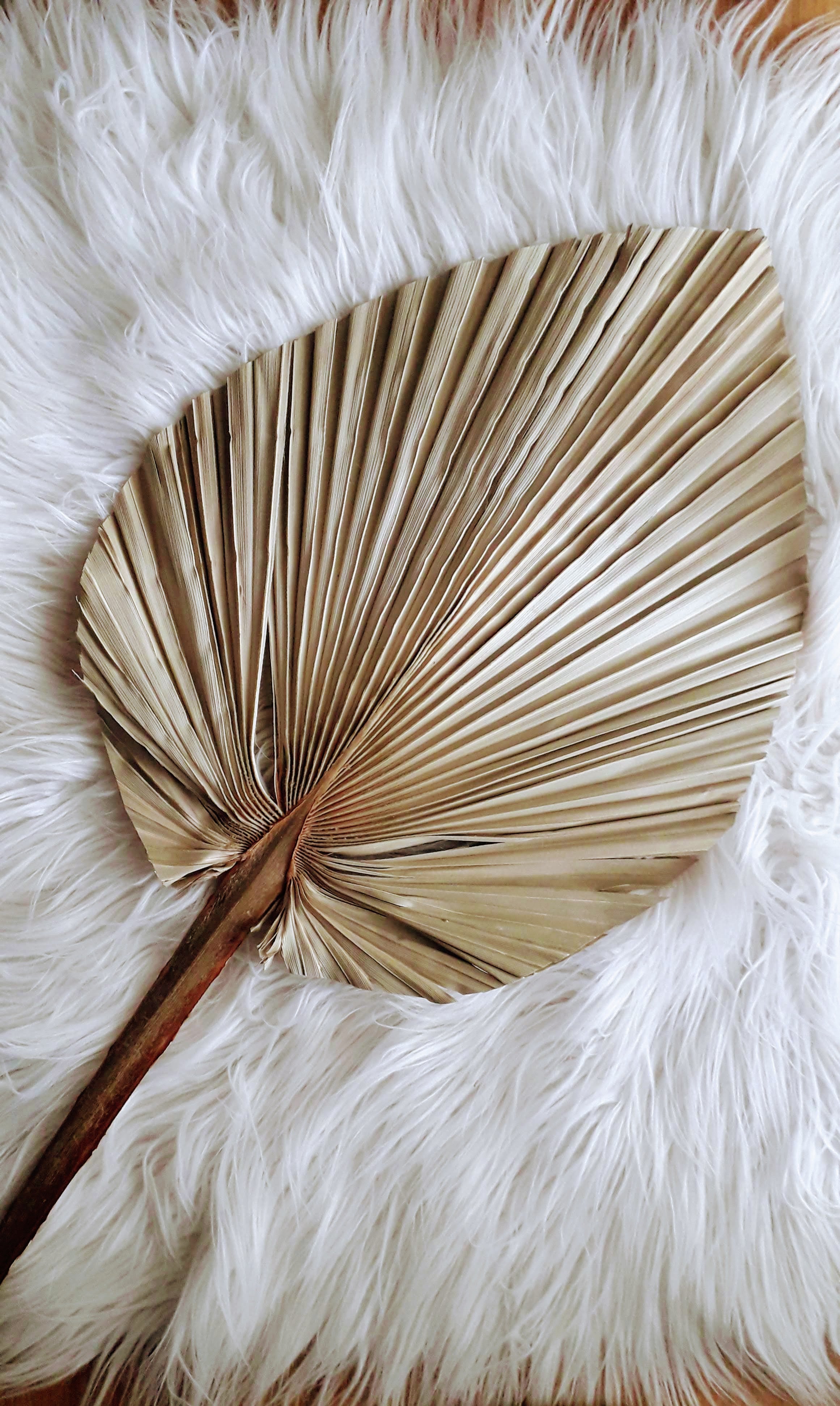 Palm Spear – The Wild Flora