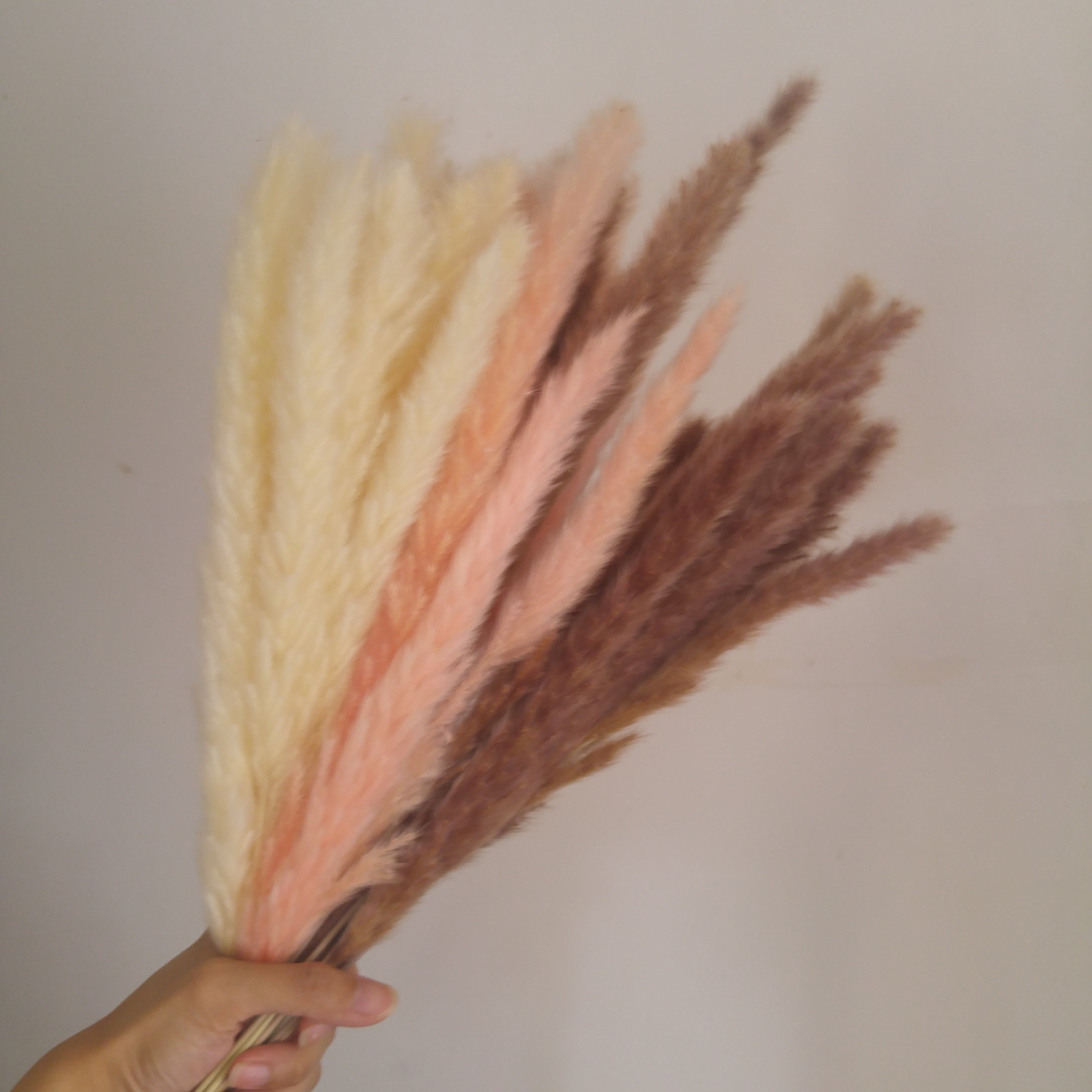 Dried Reed Grass (Mini Pampas) – The Wild Flora
