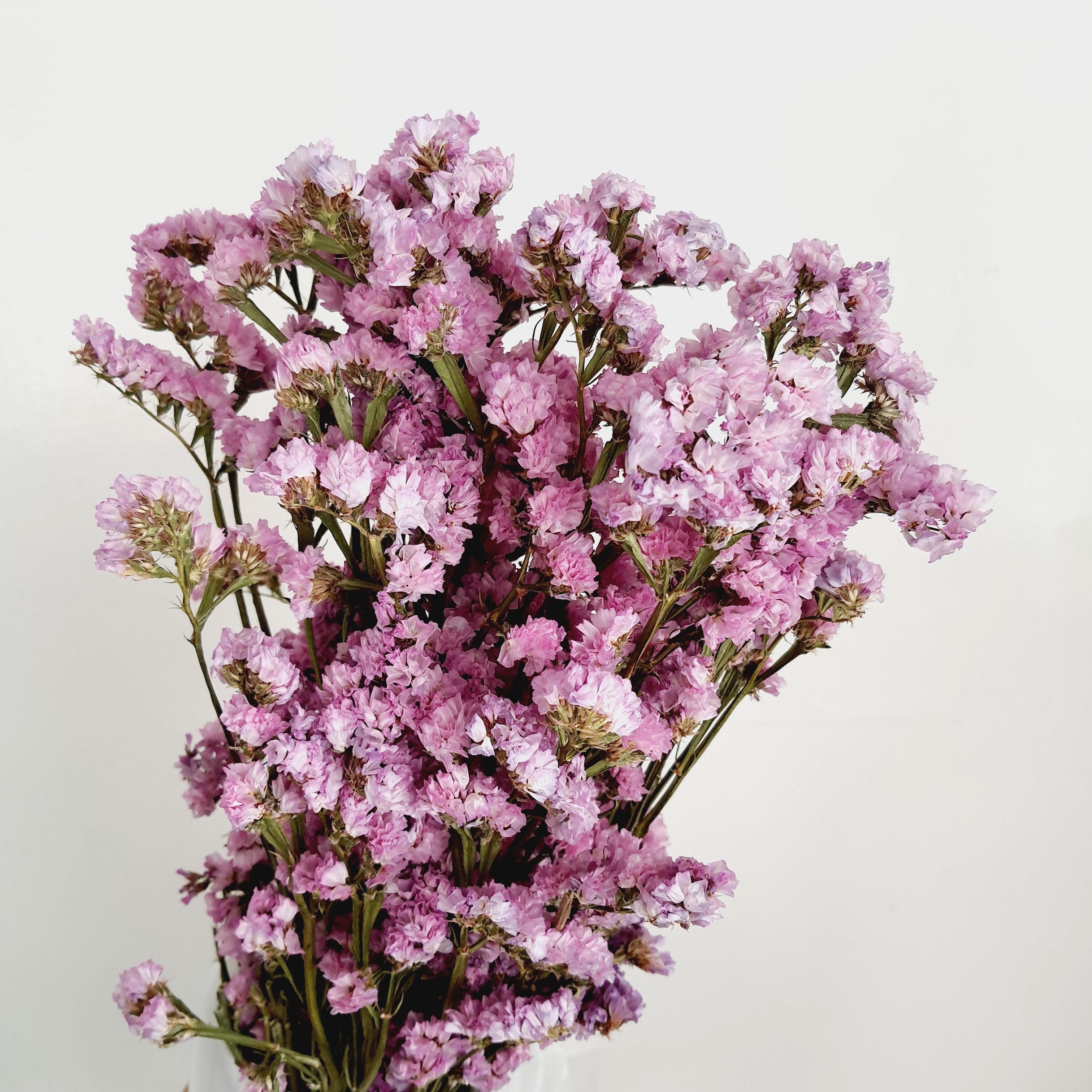 Statice – The Wild Flora