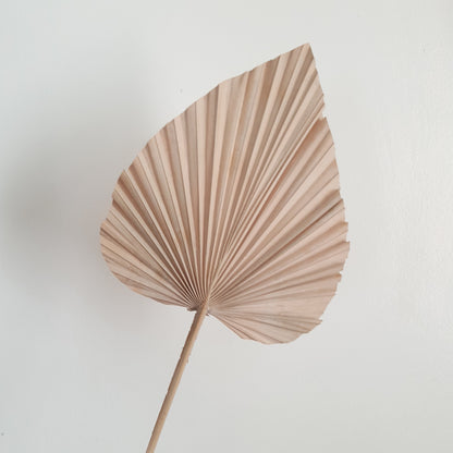 Dried Small Palm Spear – The Wild Flora